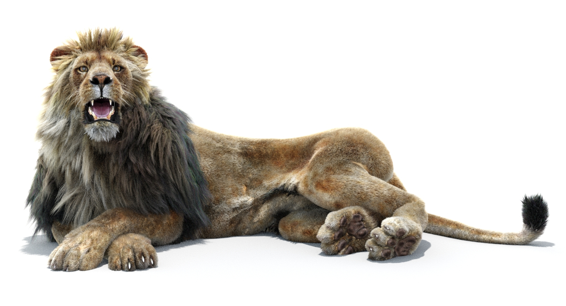 Lion 2 fur colors model - TurboSquid 1156859
