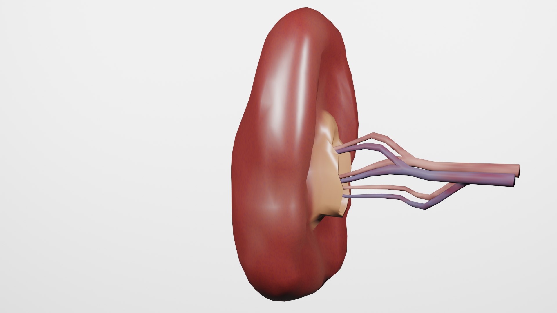 3D Spleen Model - TurboSquid 2108470