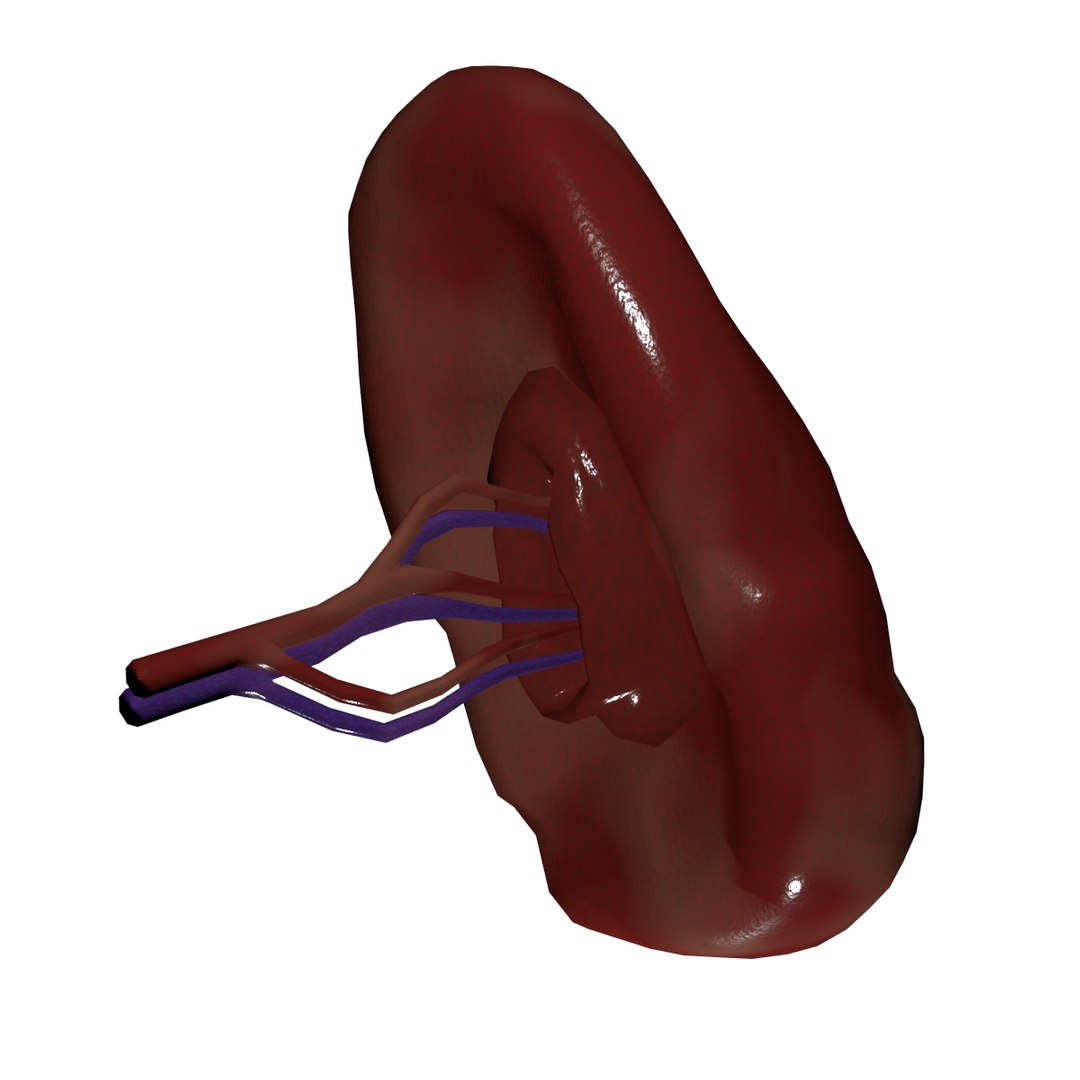3D spleen model - TurboSquid 2108470