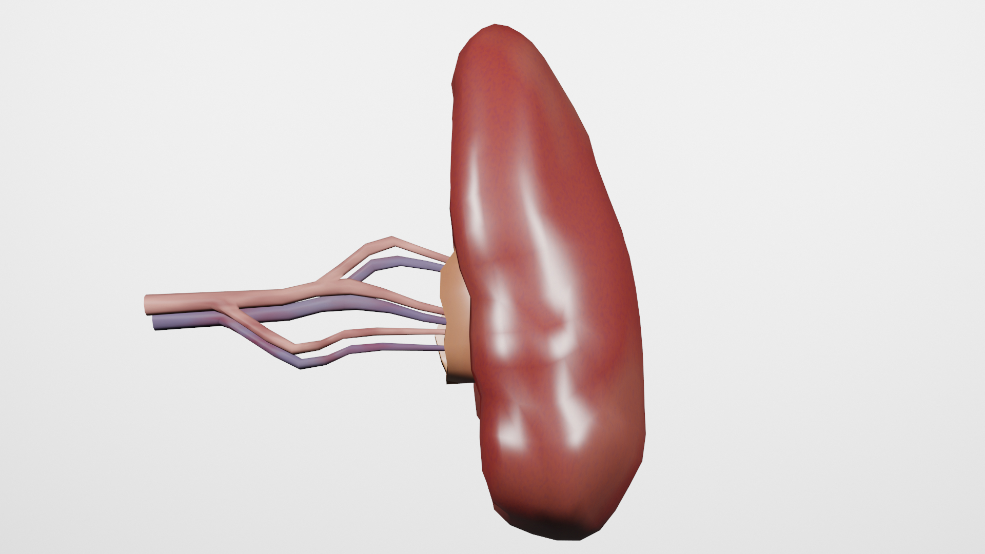 3D Spleen Model - TurboSquid 2108470