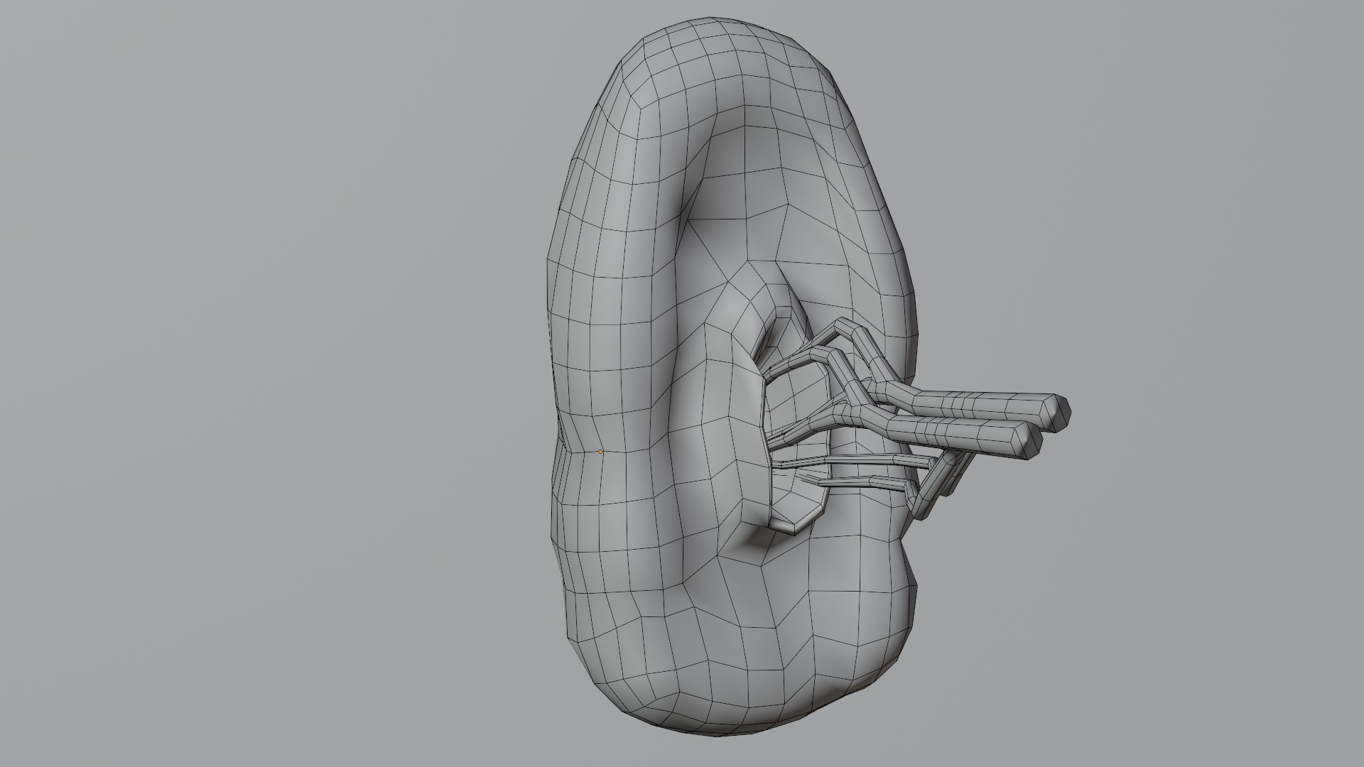 3D Spleen Model - TurboSquid 2108470
