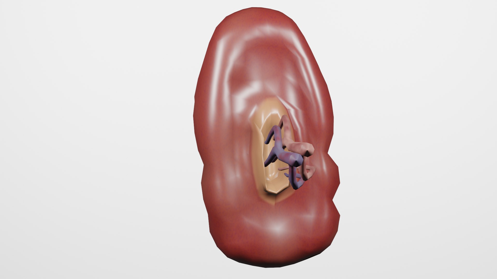 3D Spleen Model - TurboSquid 2108470