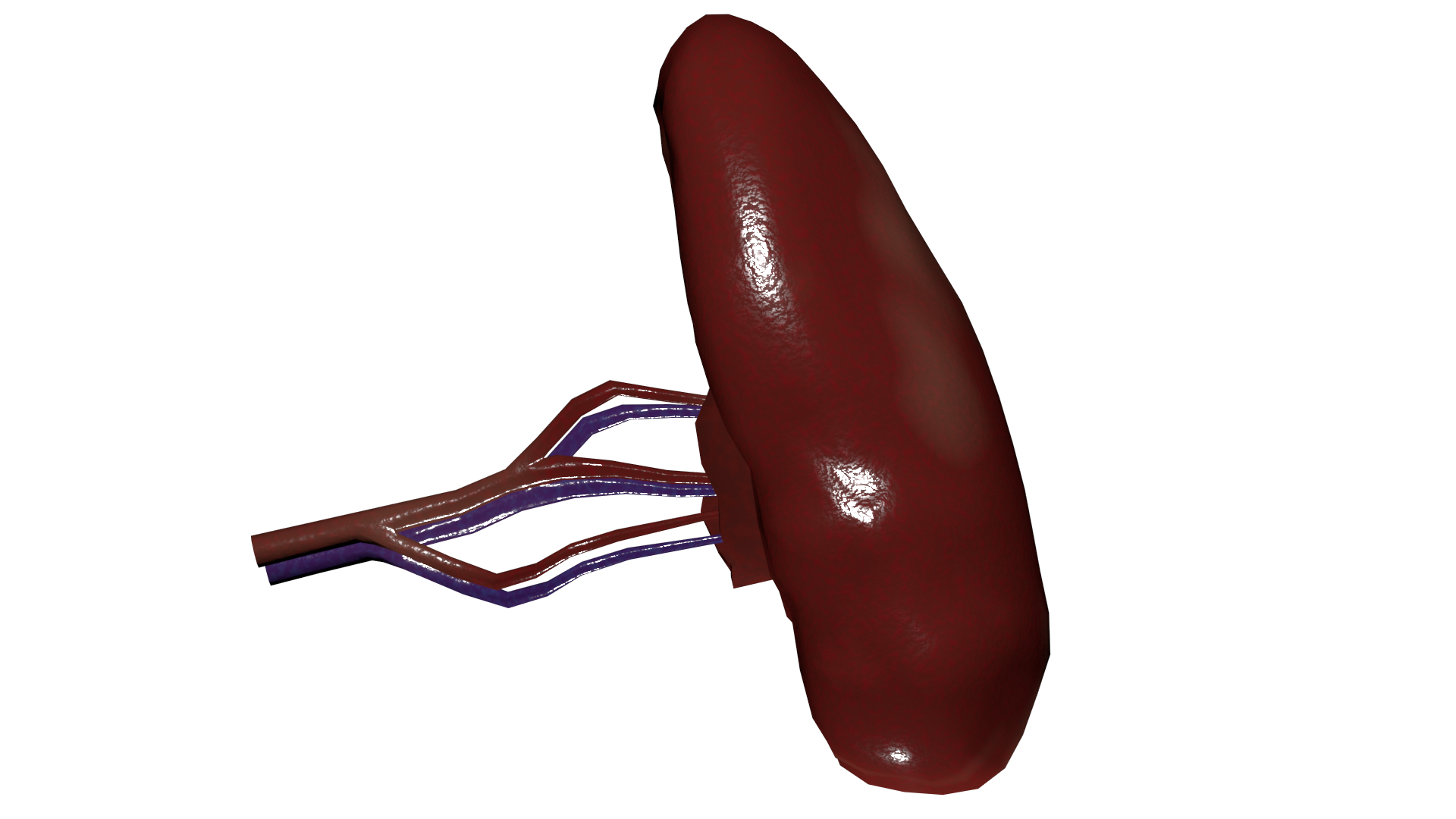 3D spleen model - TurboSquid 2108470
