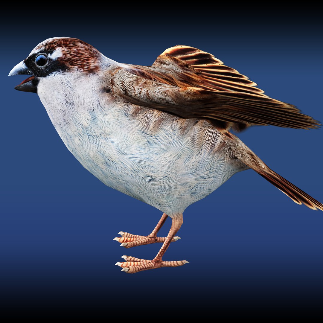 Sparrow Rigged 3D - TurboSquid 1907382