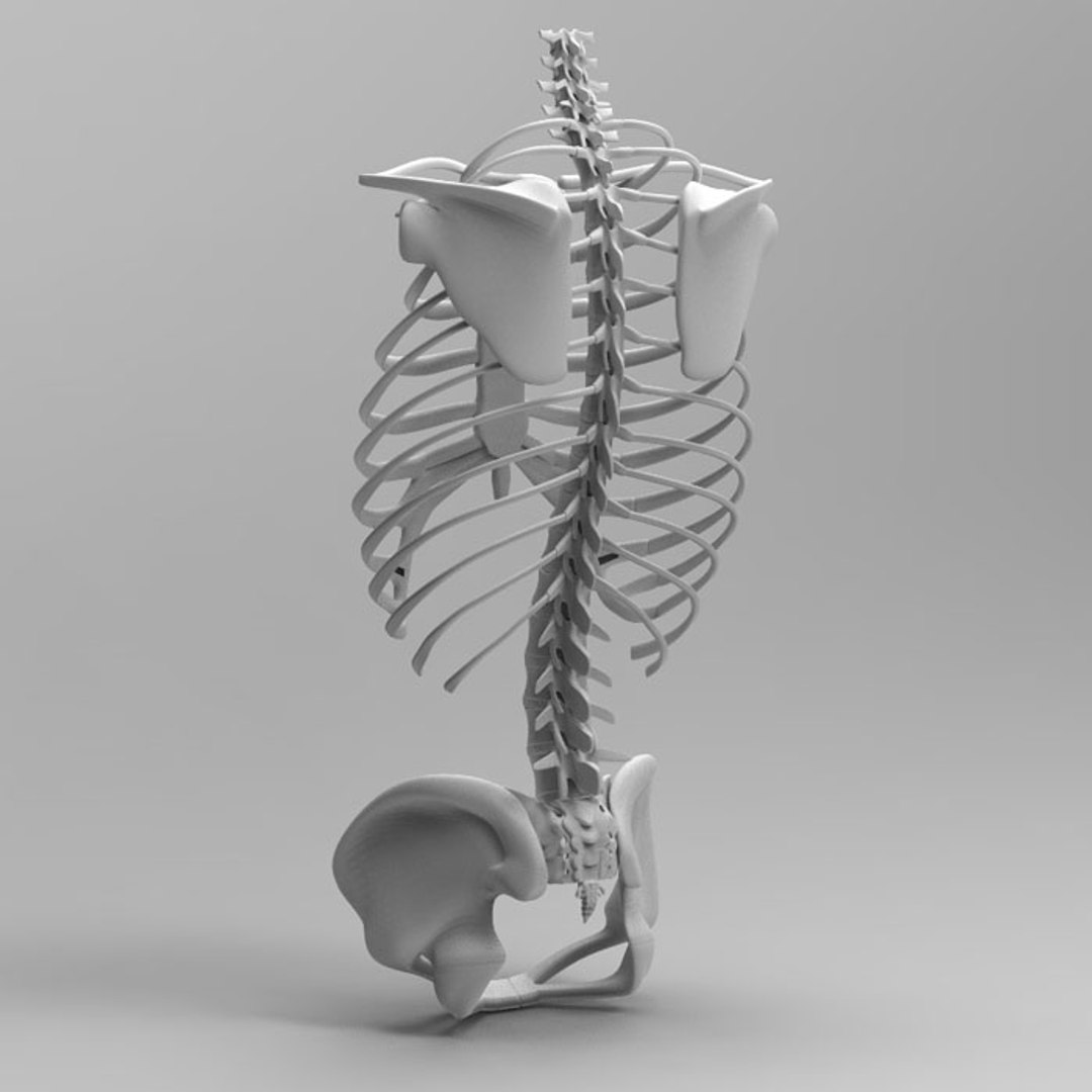 3ds Max Human Skeleton Torso