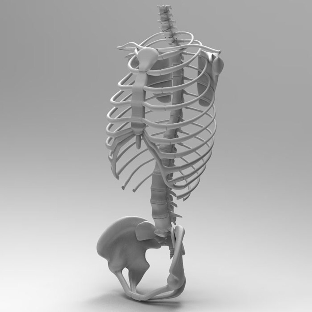 3ds Max Human Skeleton Torso