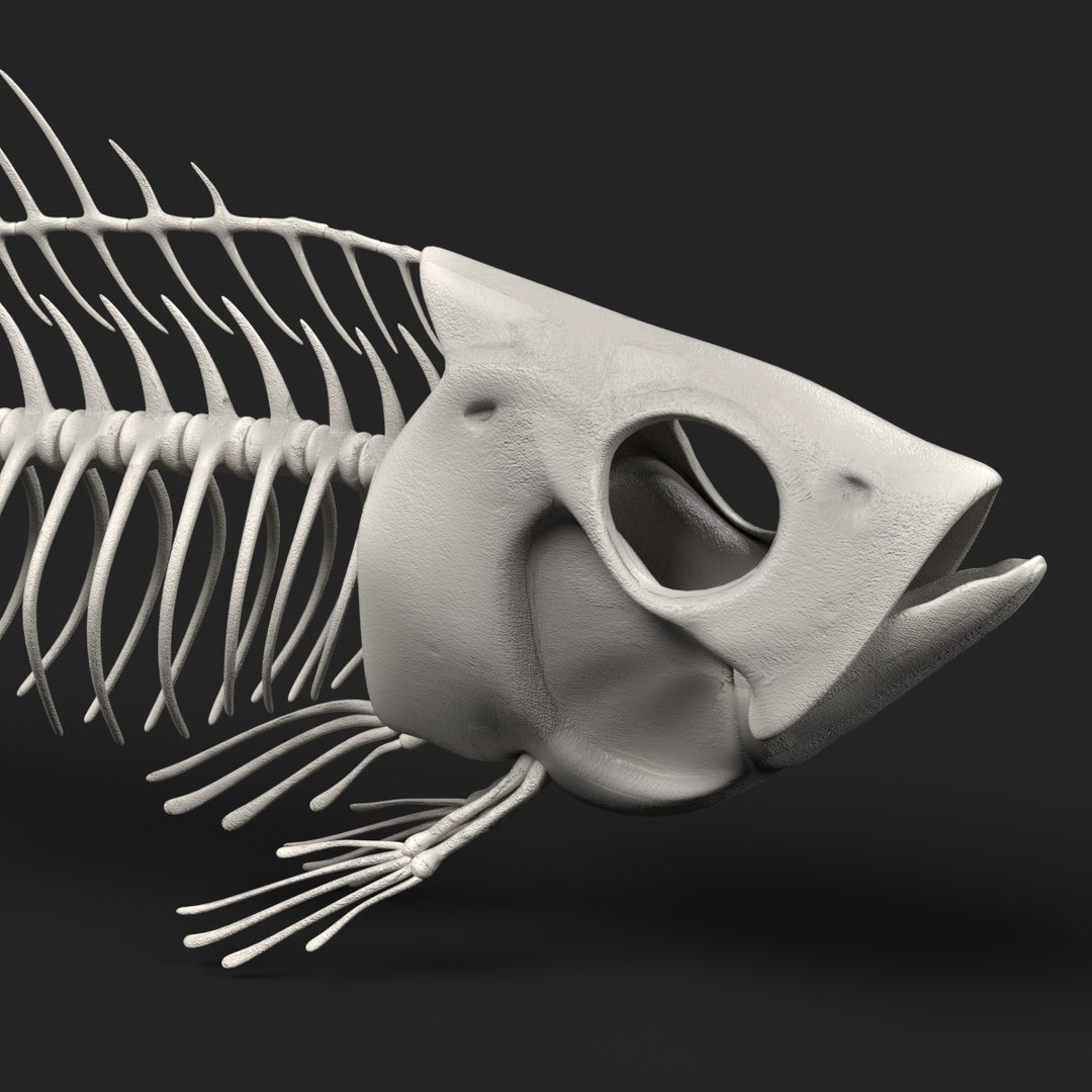Fish Skeleton 3d Obj