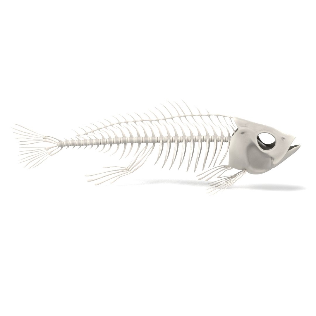 Fish Skeleton 3d Obj