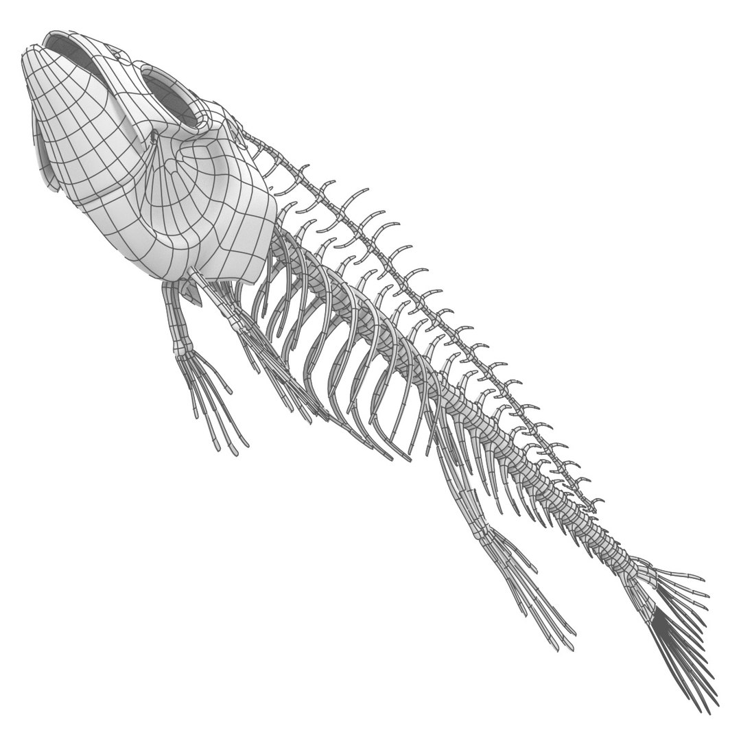 Fish Skeleton 3d Obj