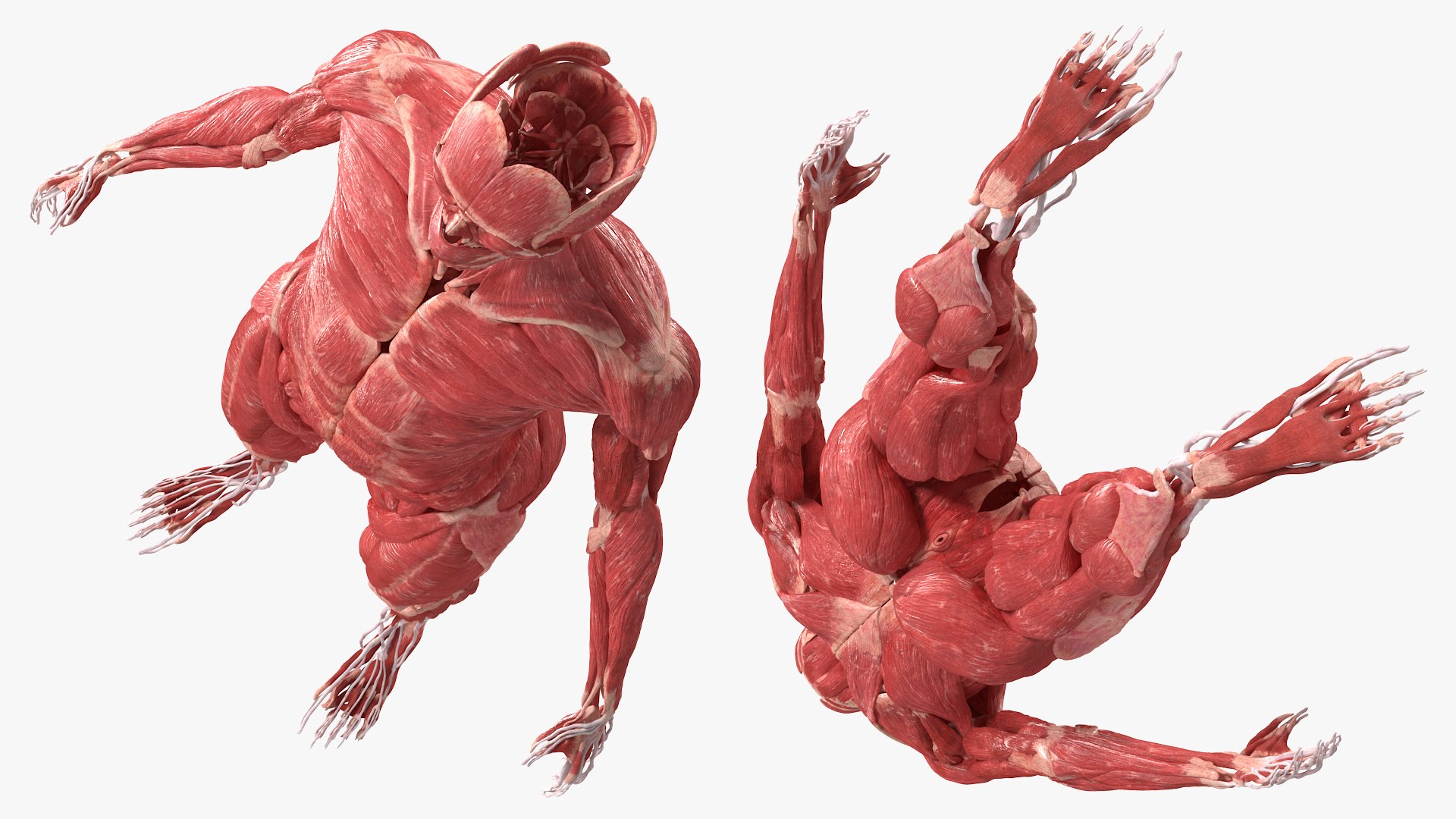 Female Muscle System 3D model - TurboSquid 1853456