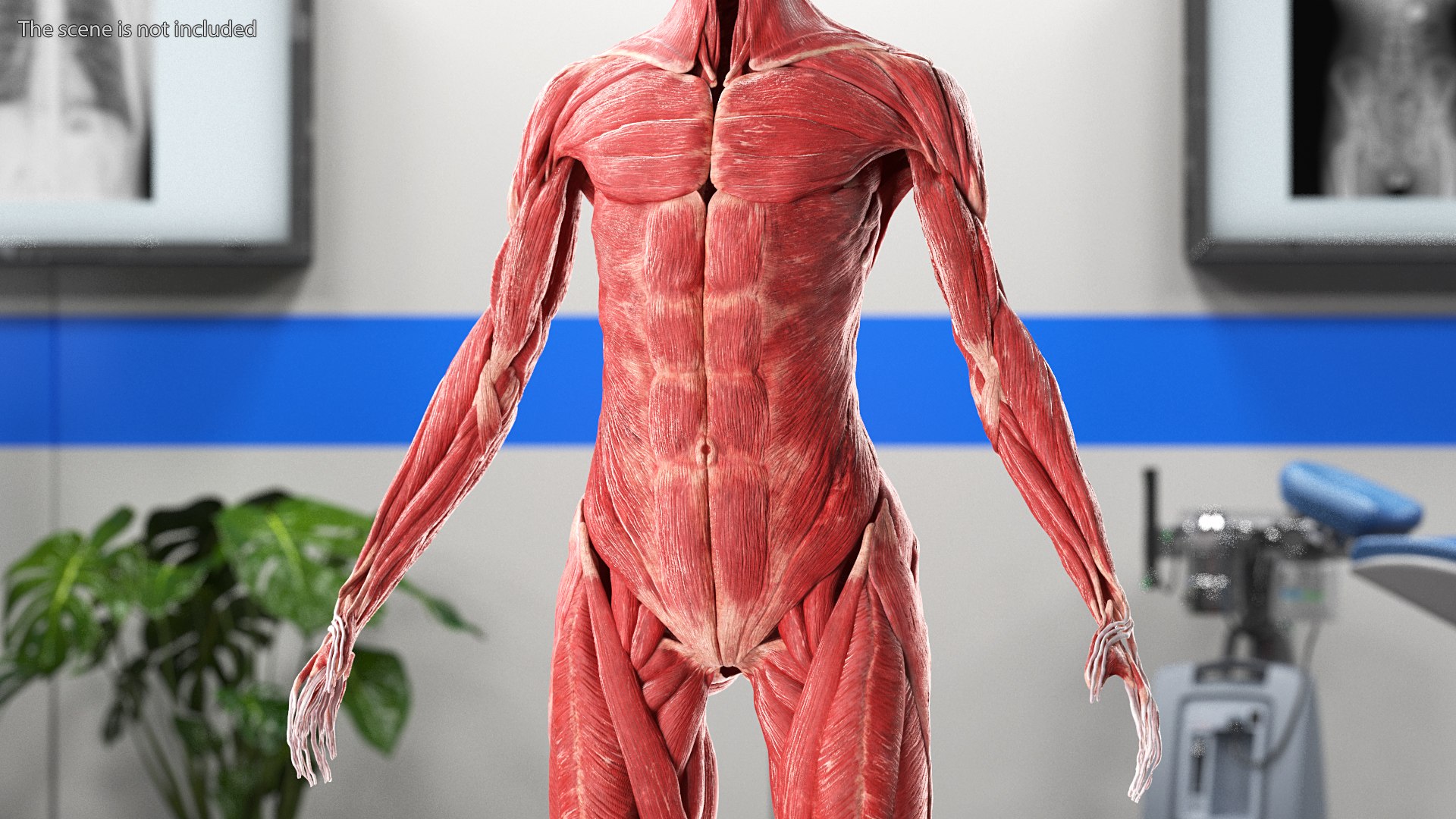 Female Muscle System 3D Model - TurboSquid 1853456
