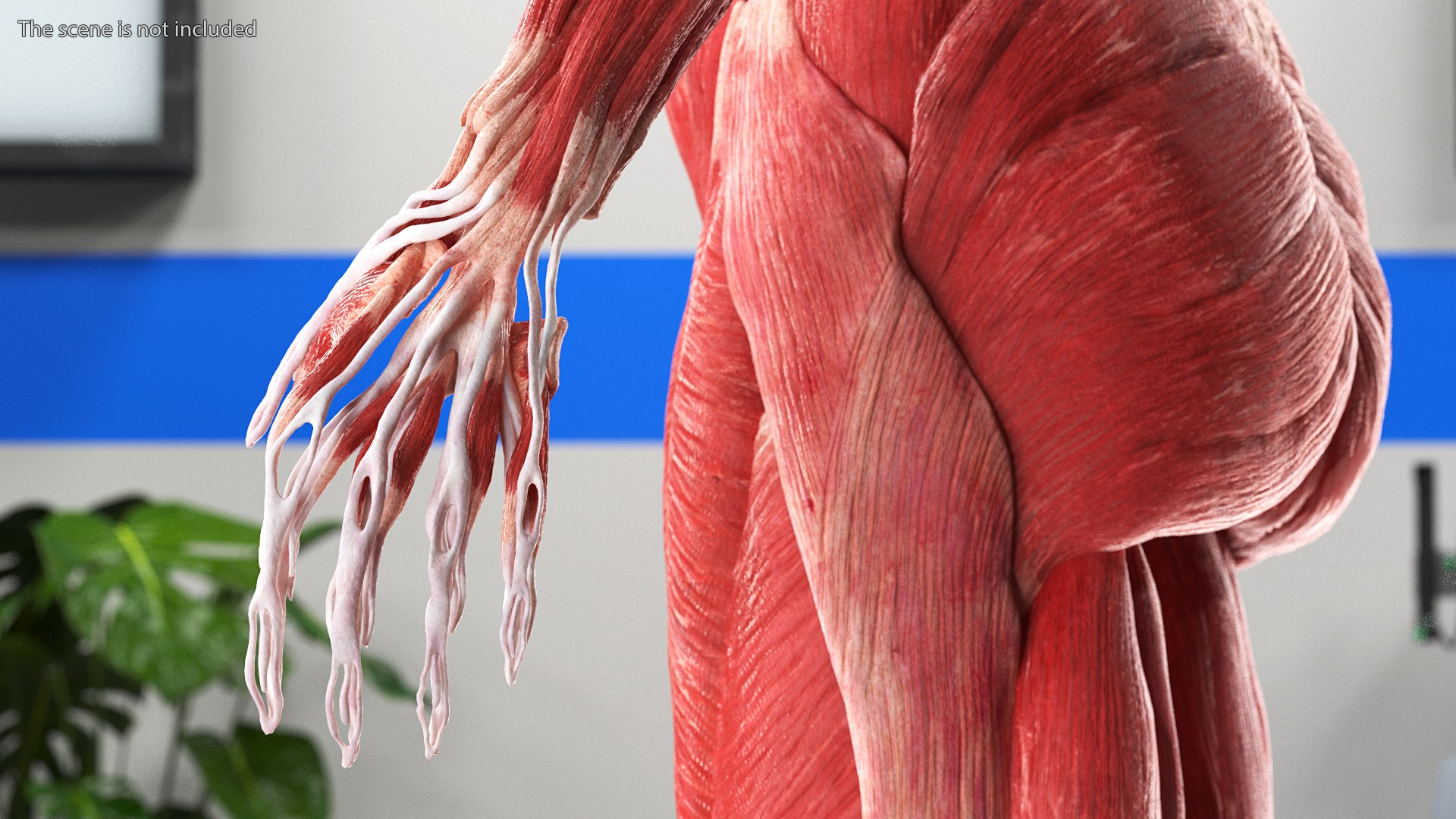 Female Muscle System 3D model - TurboSquid 1853456