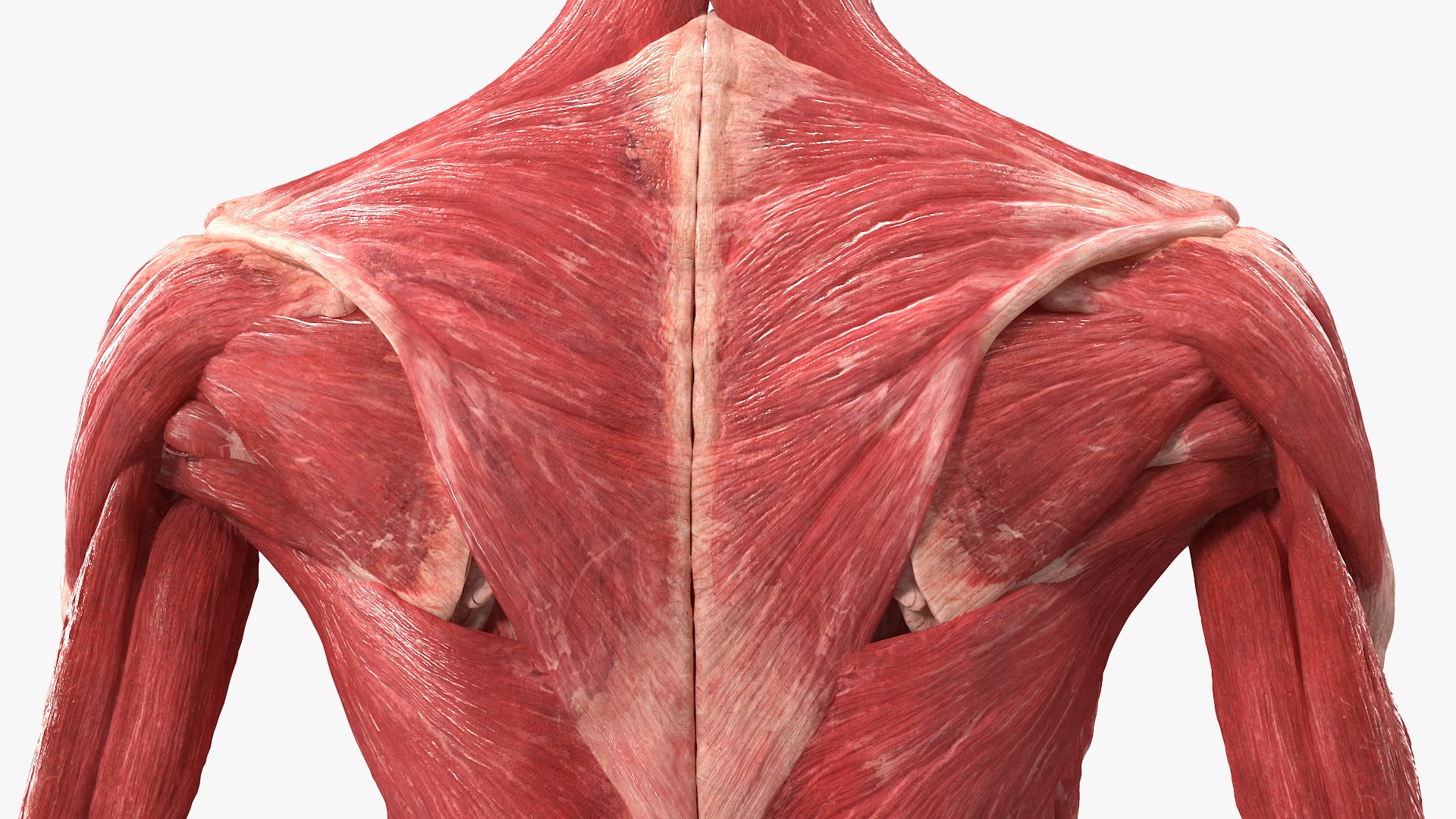 Female Muscle System 3D model - TurboSquid 1853456
