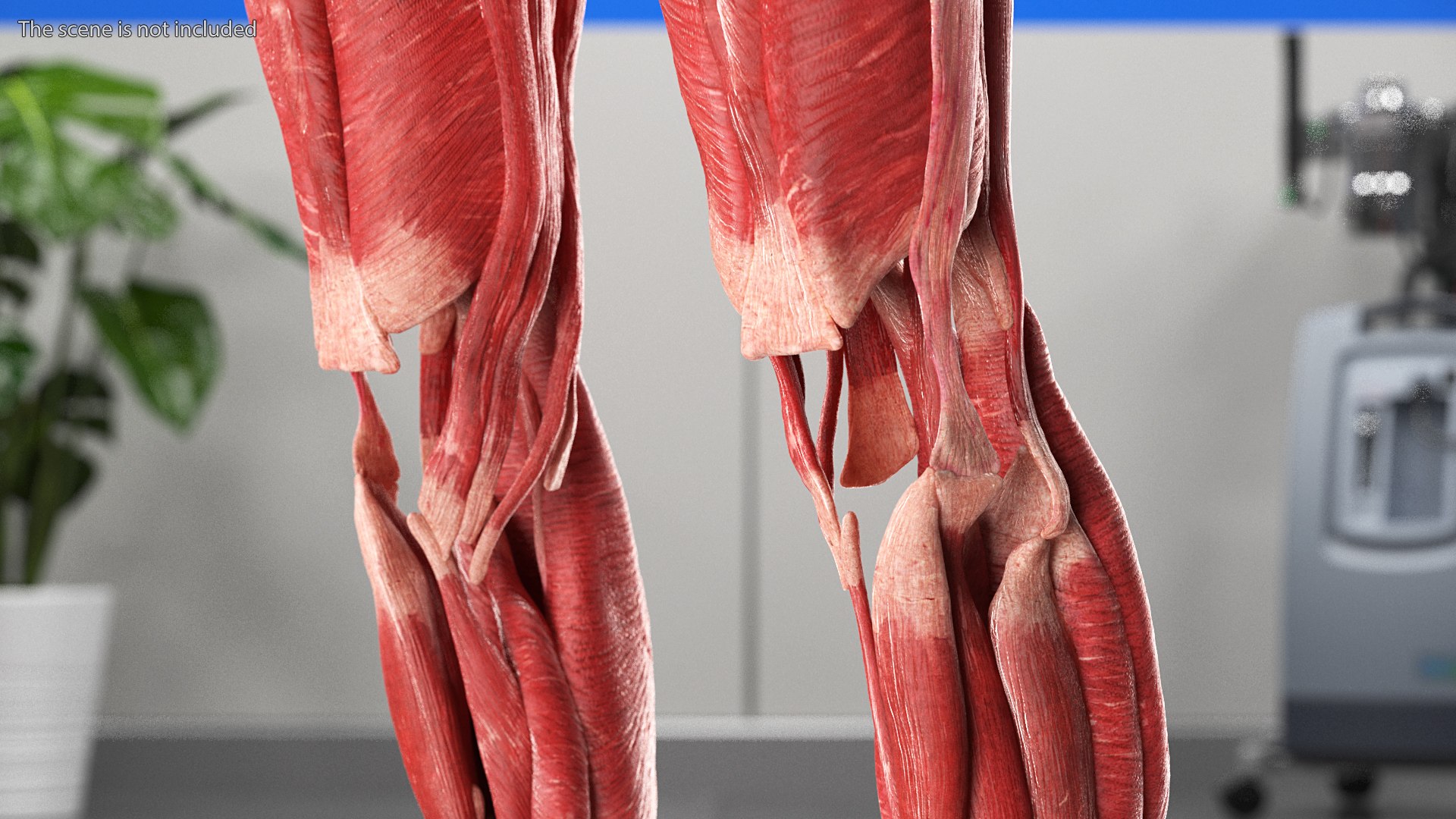 Female Muscle System 3D model - TurboSquid 1853456