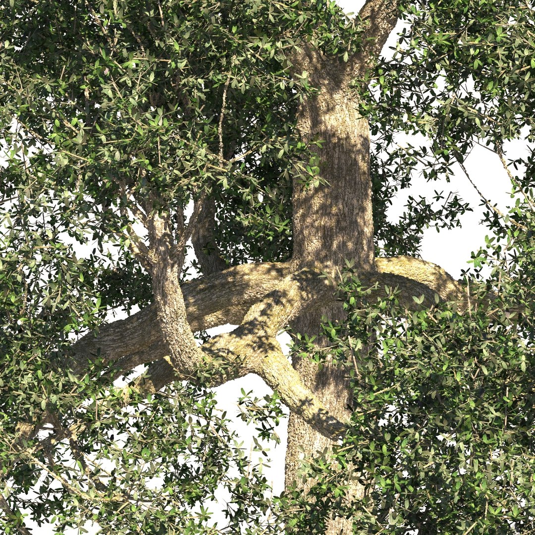 Rainforest tree brazil nuts 3D - TurboSquid 1191422
