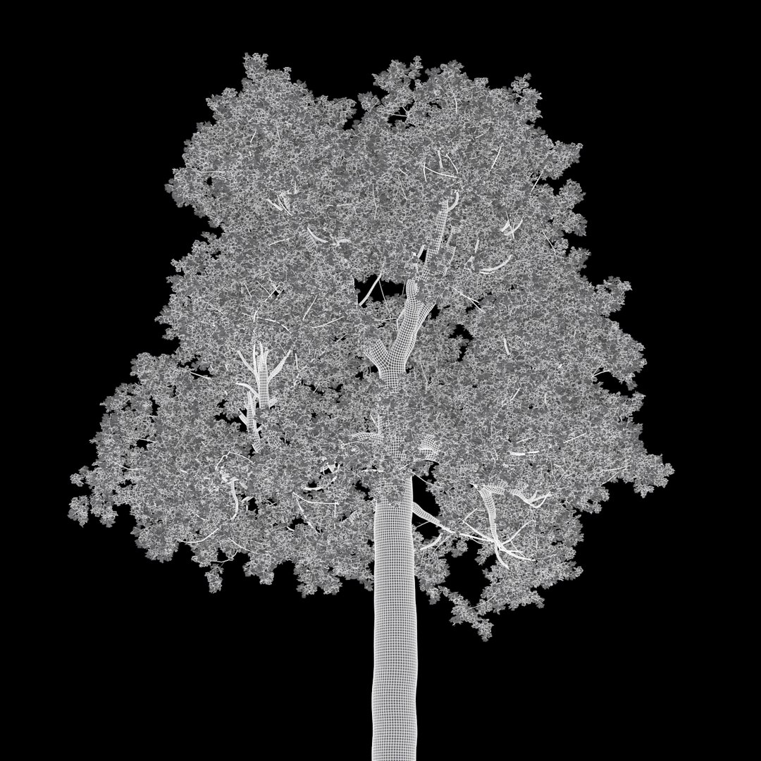 Rainforest tree brazil nuts 3D - TurboSquid 1191422