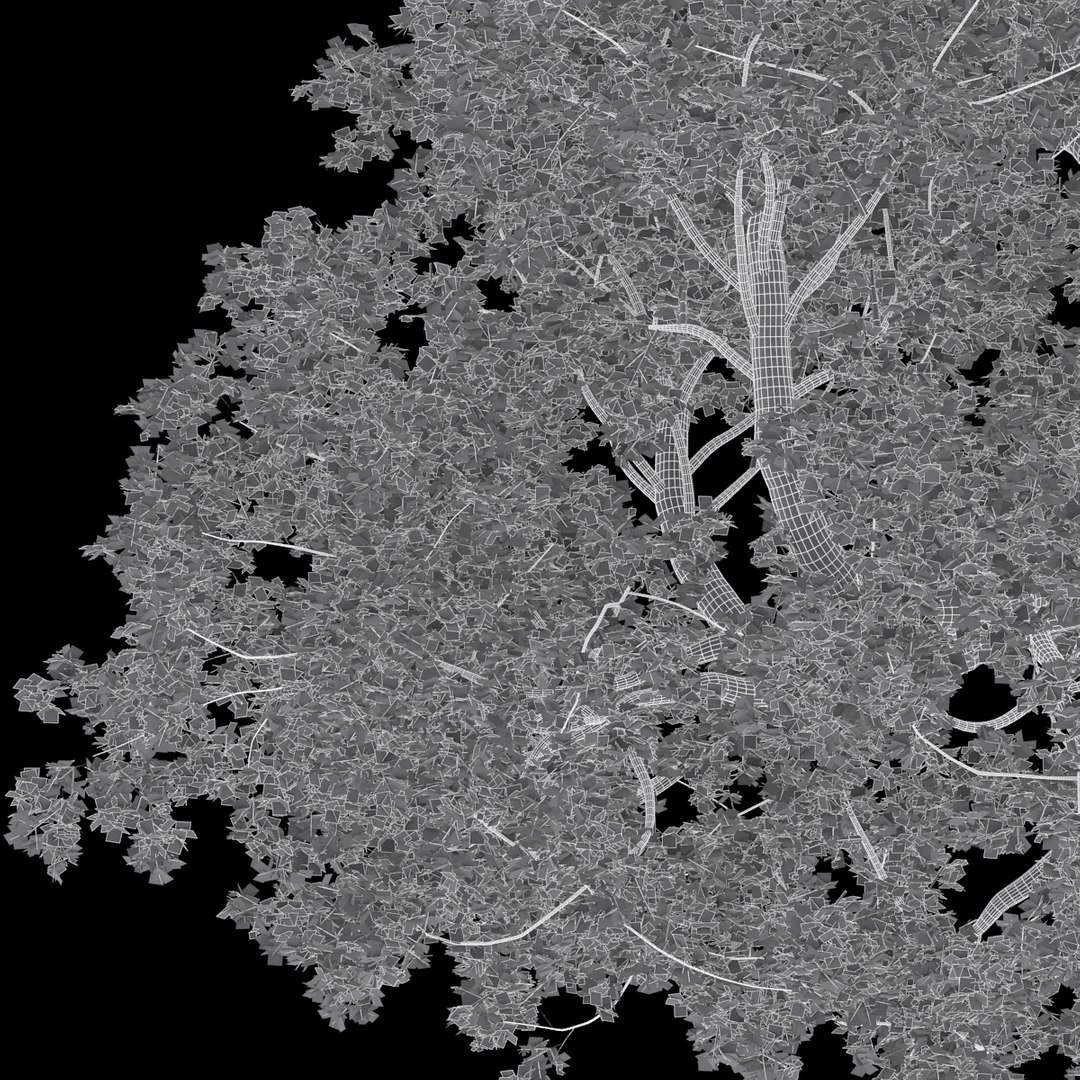 Rainforest tree brazil nuts 3D - TurboSquid 1191422