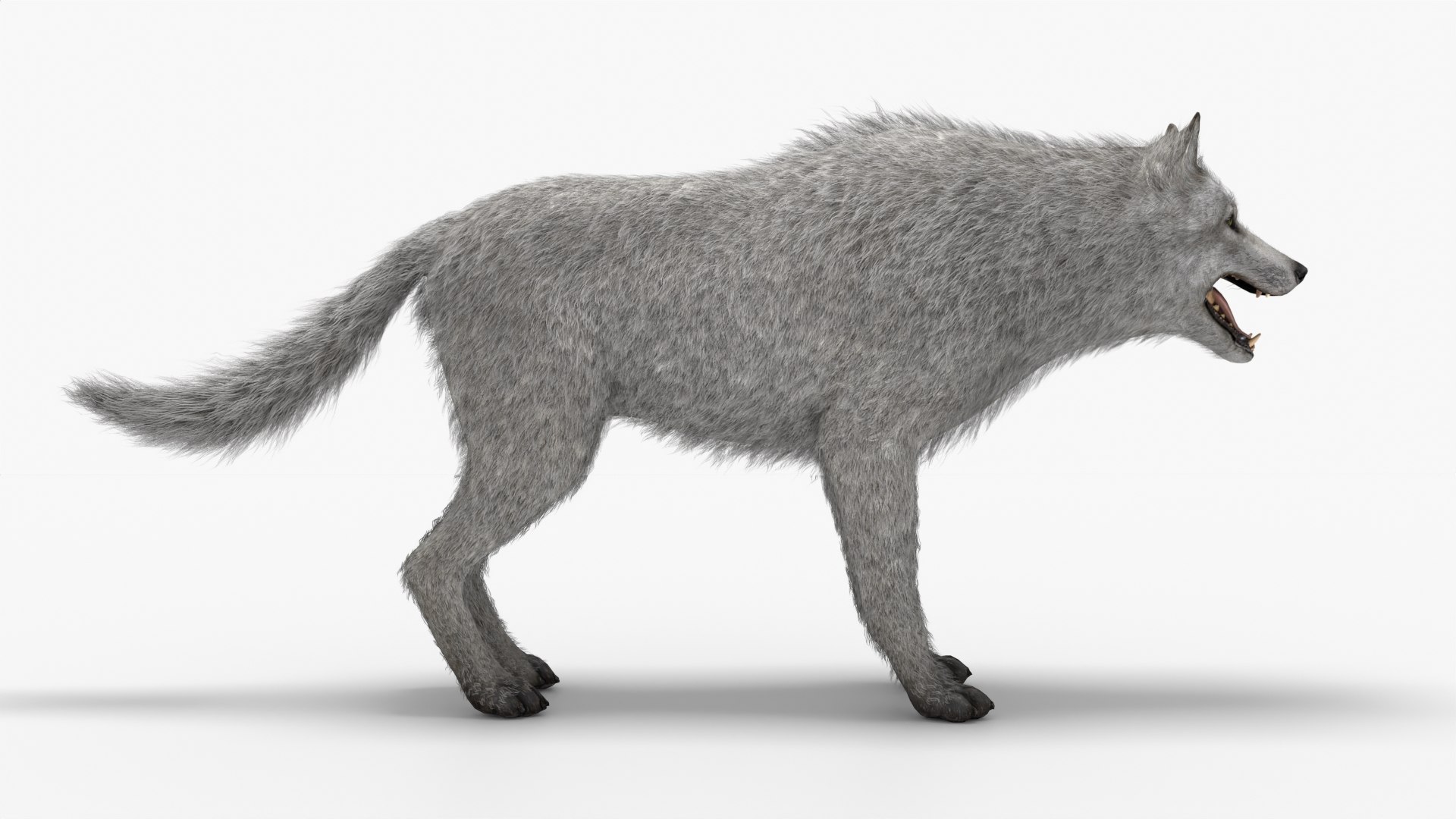 3D Wolf White Model - TurboSquid 2404970