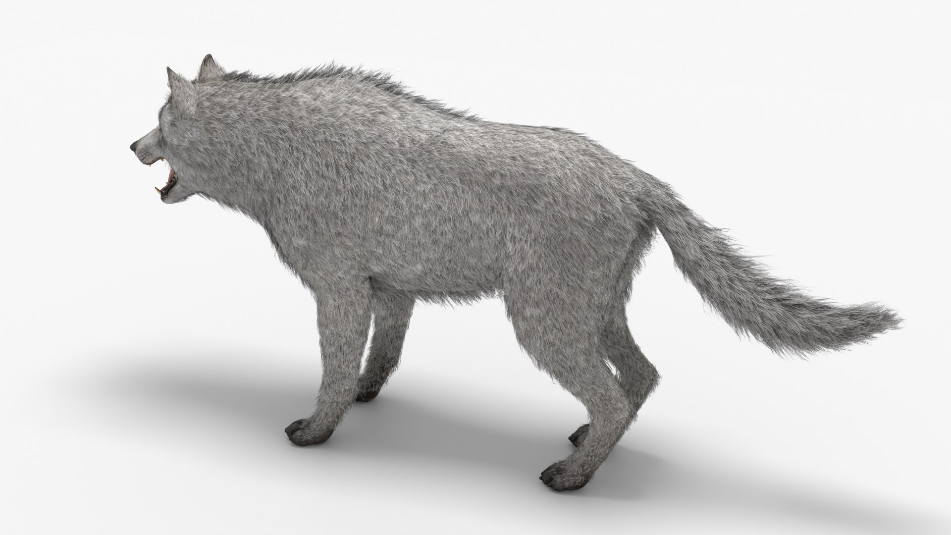 3D Wolf White Model - TurboSquid 2404970