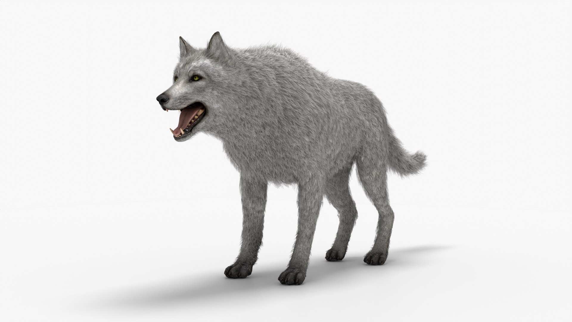 3D Wolf White Model - TurboSquid 2404970