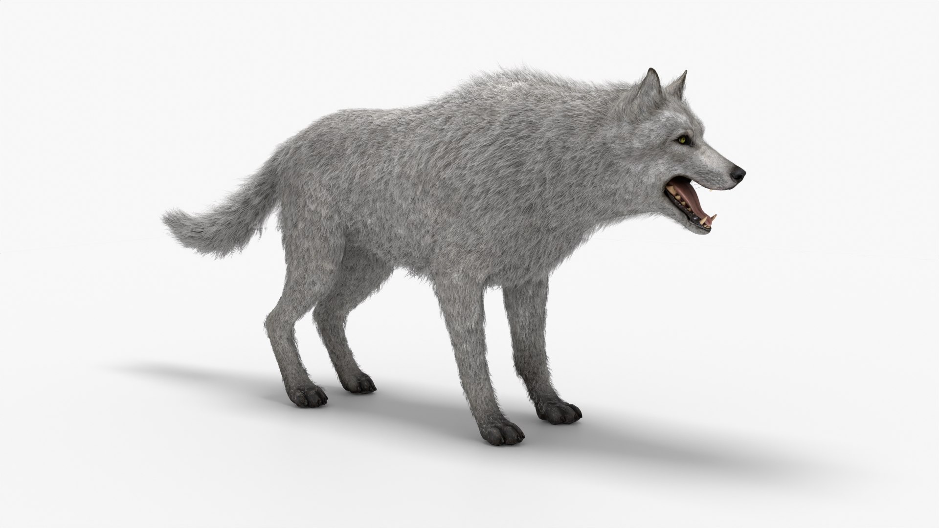 3D Wolf White Model - TurboSquid 2404970