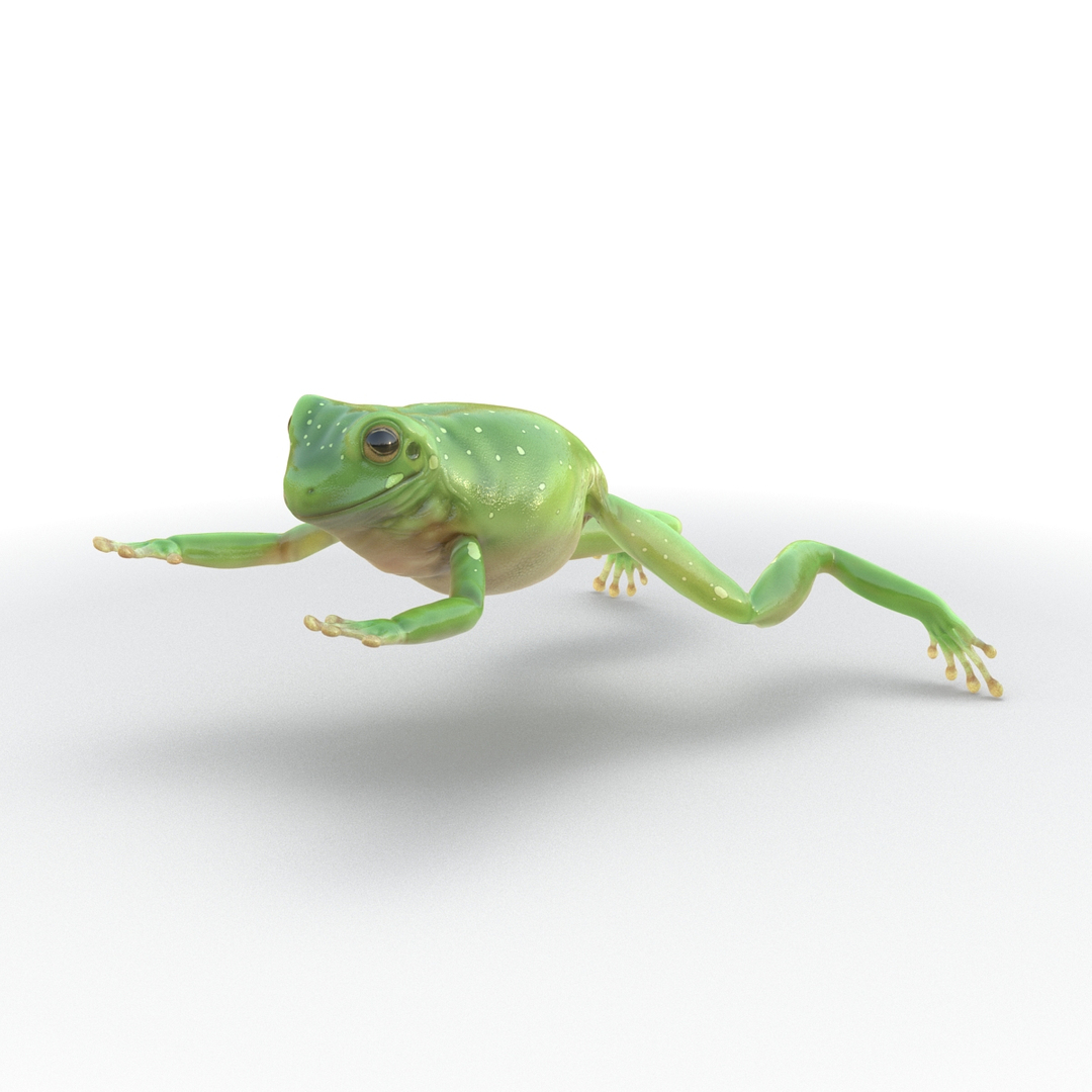 Jumping Tree Frog