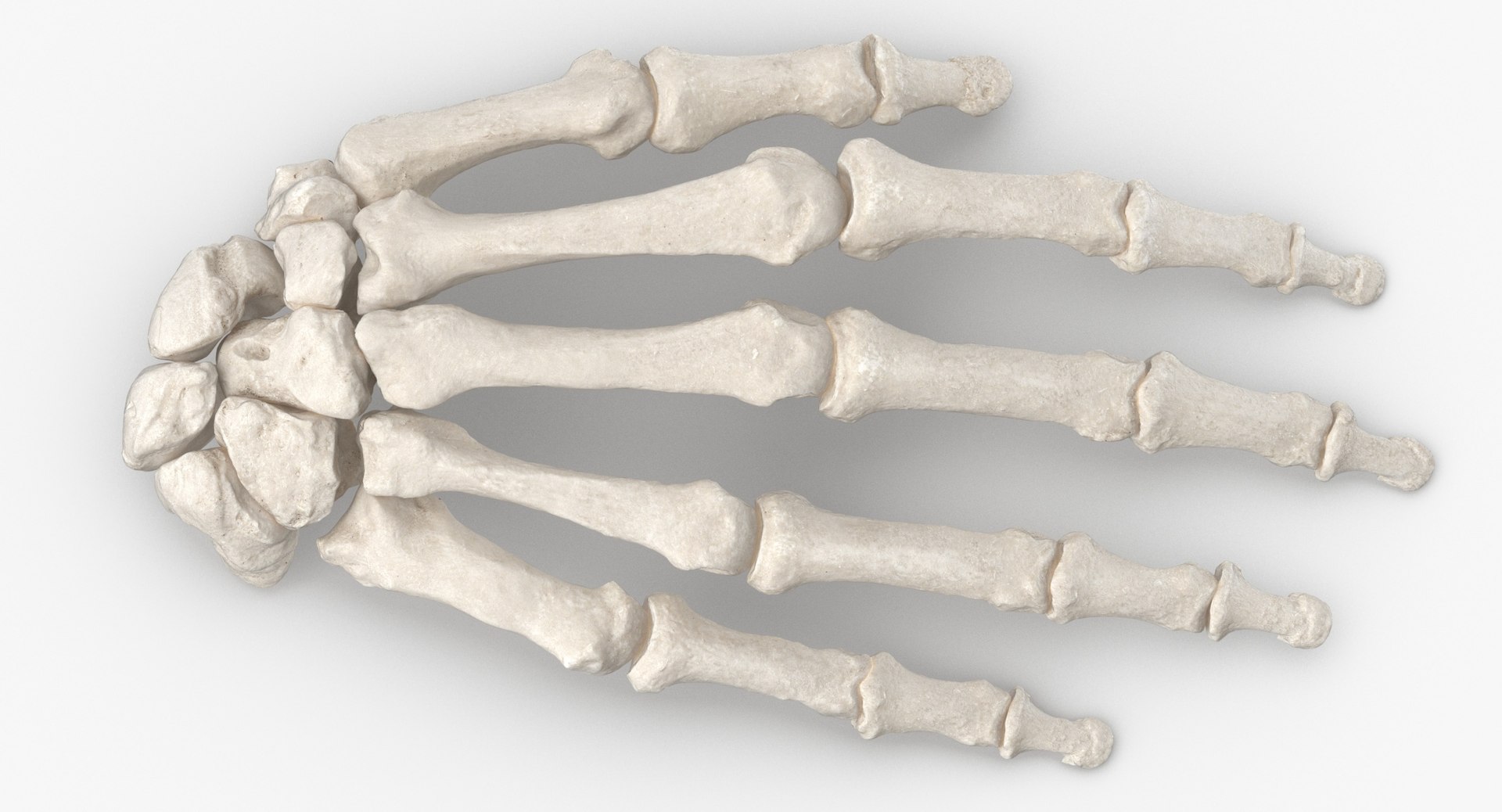 Human Lower Arm and Hand Bones Collection White - 3 models 3D model ...
