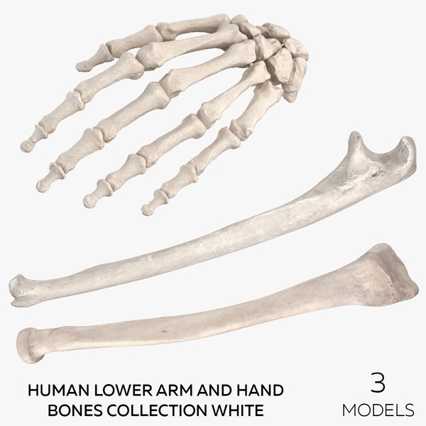 Bone 3D Models for Download | TurboSquid
