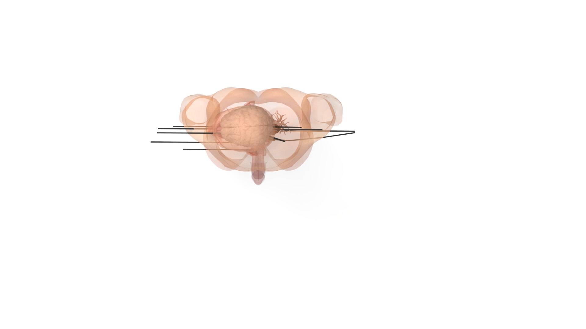 3D Male Body With Part Model - TurboSquid 2140393