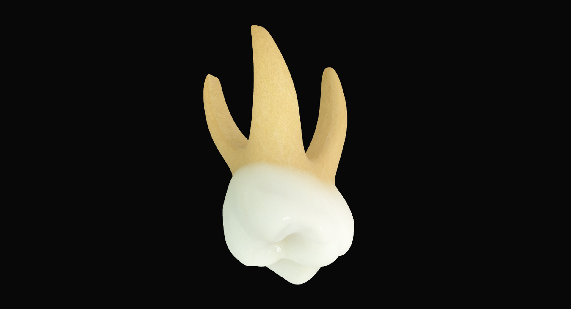 Primary Second Molar 3d Model
