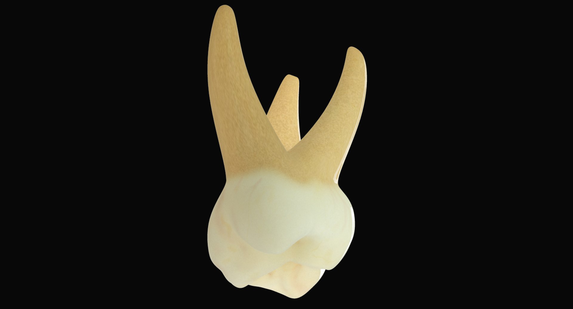 Primary Second Molar 3d Model