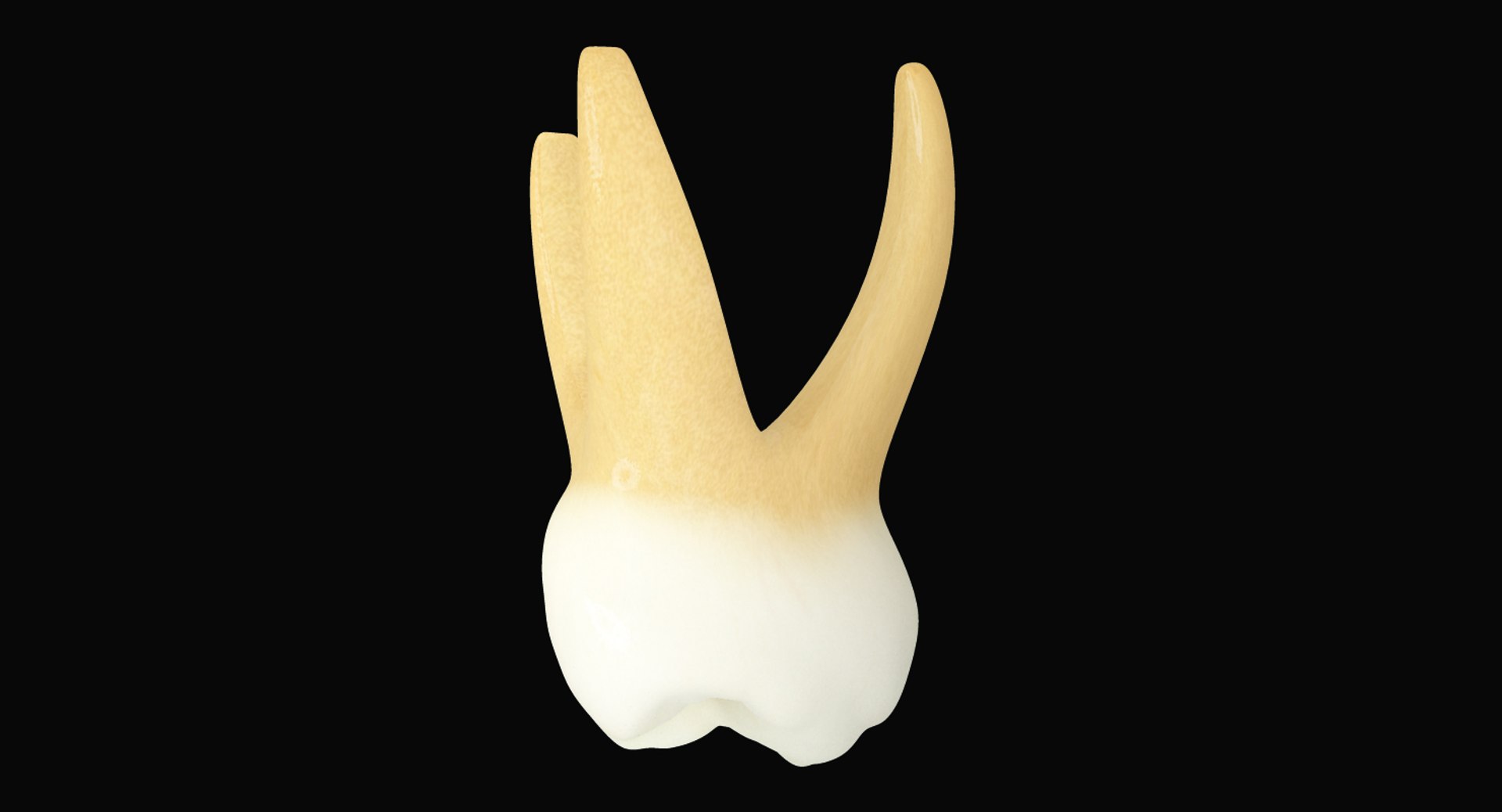 Primary Second Molar 3d Model