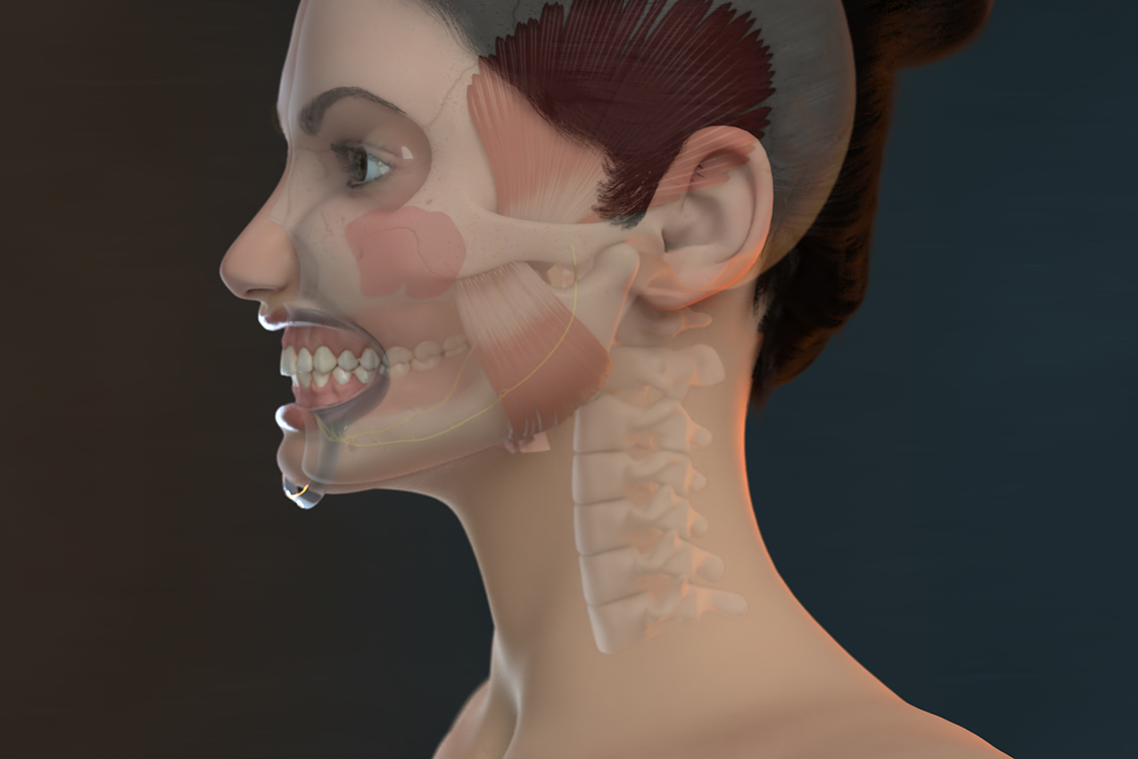 3D Model Orthodontic Mannequin V-ray Ortho - TurboSquid 1338305