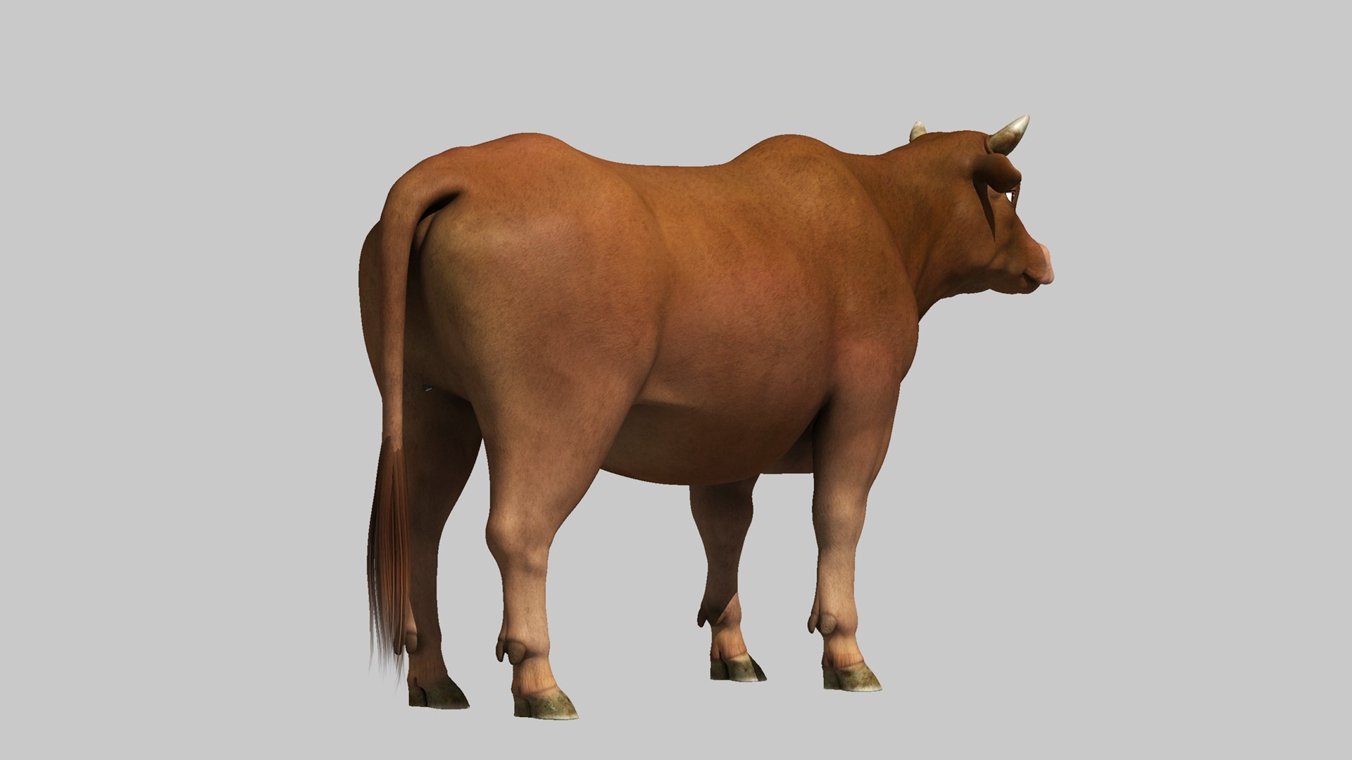 3D Cattle Bull Cow Buffalo - TurboSquid 1880785