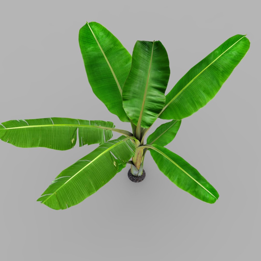 Banana Tree 3D Model - TurboSquid 1259527