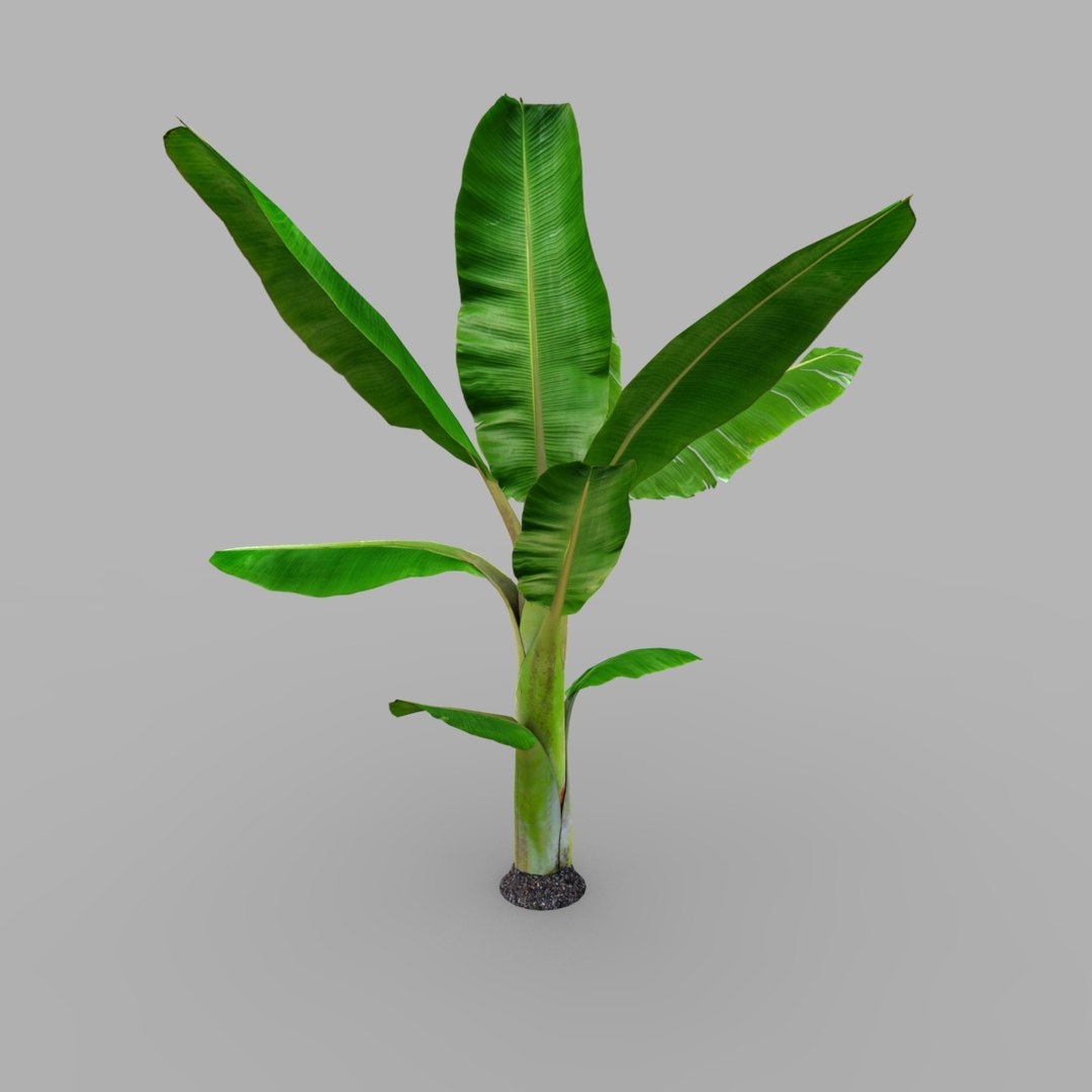 Banana Tree 3D Model - TurboSquid 1259527