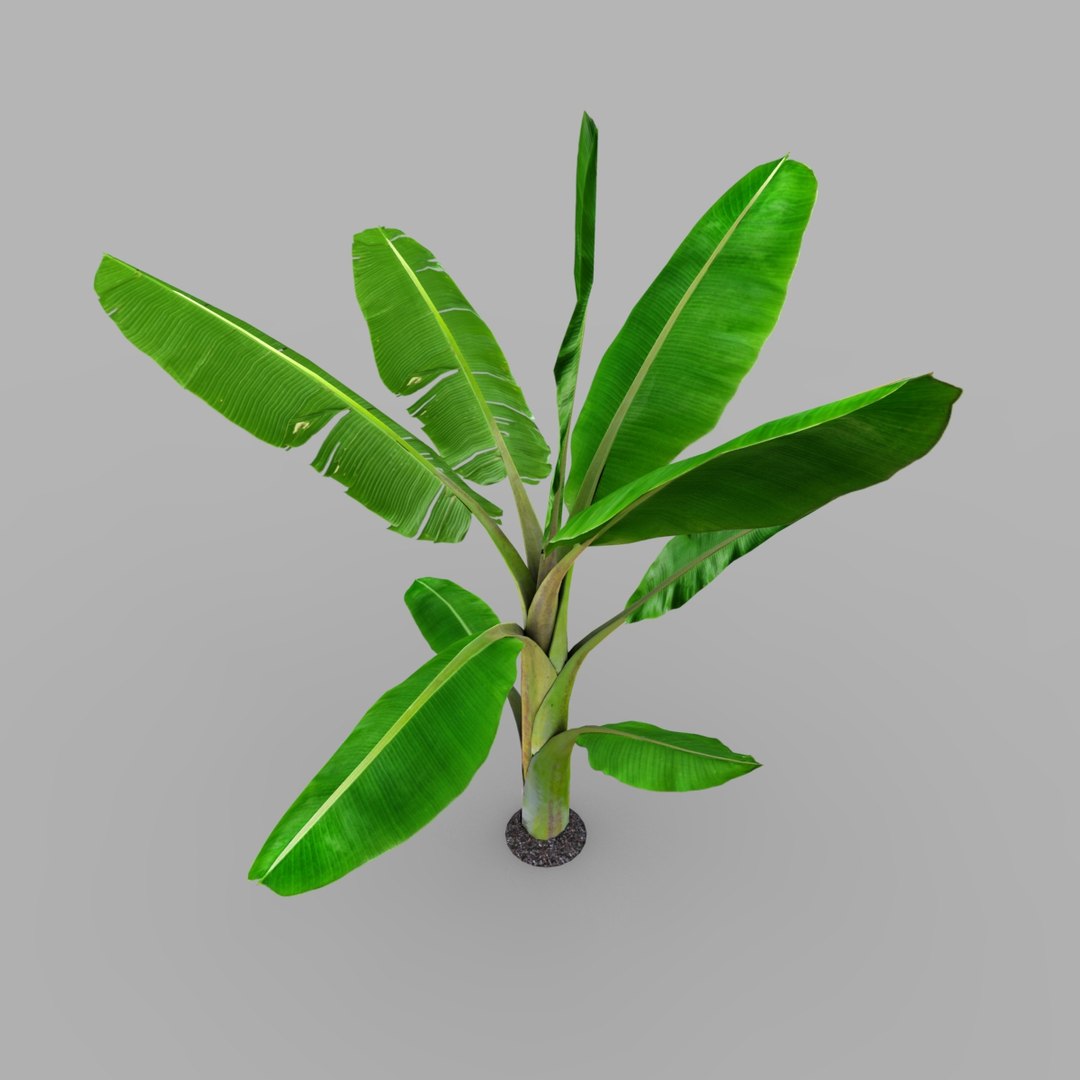 Banana Tree 3D Model - TurboSquid 1259527