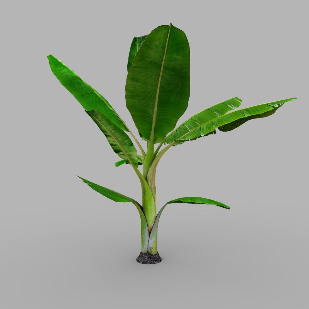 Banana Tree 3D Model - TurboSquid 1259527