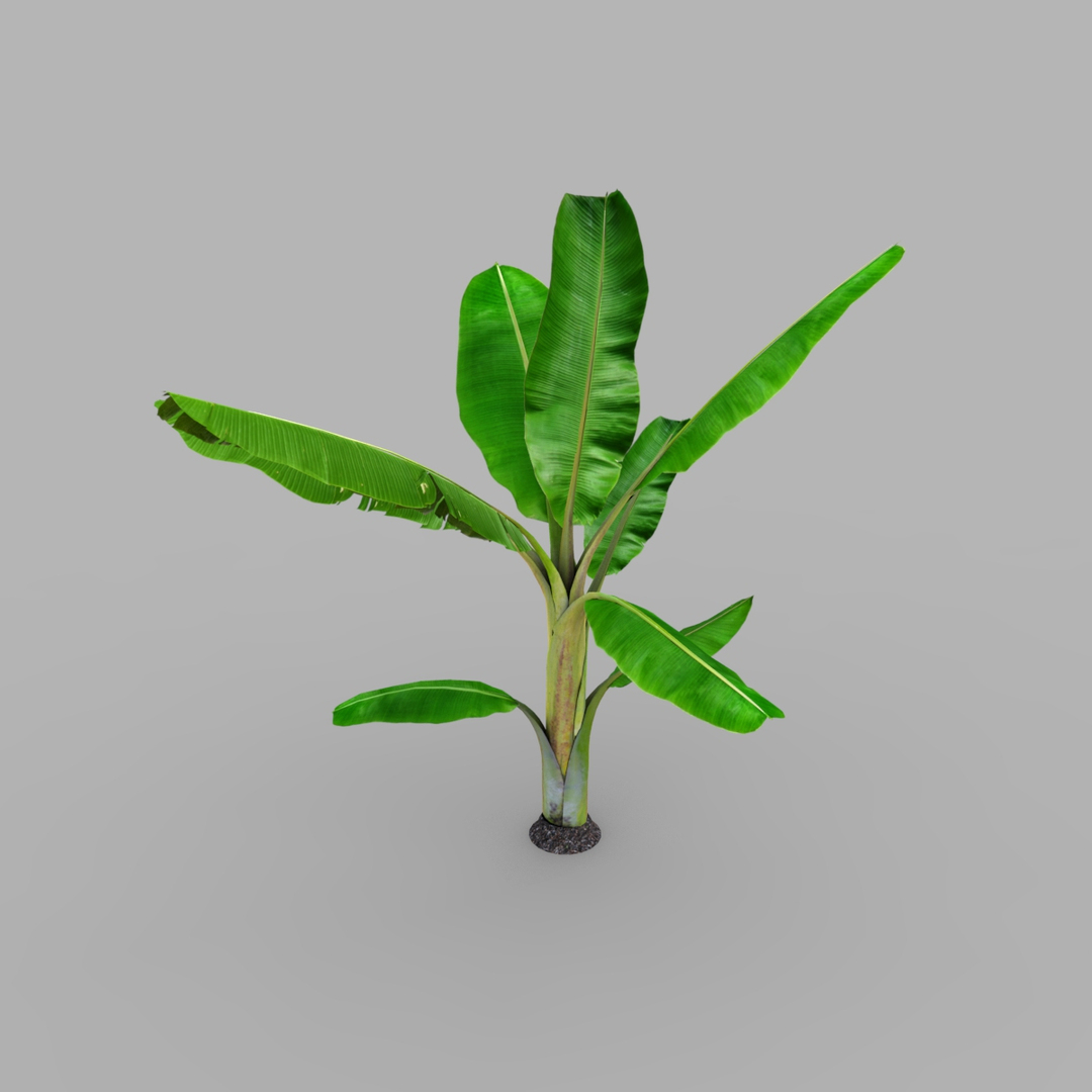 Banana Tree 3D Model - TurboSquid 1259527