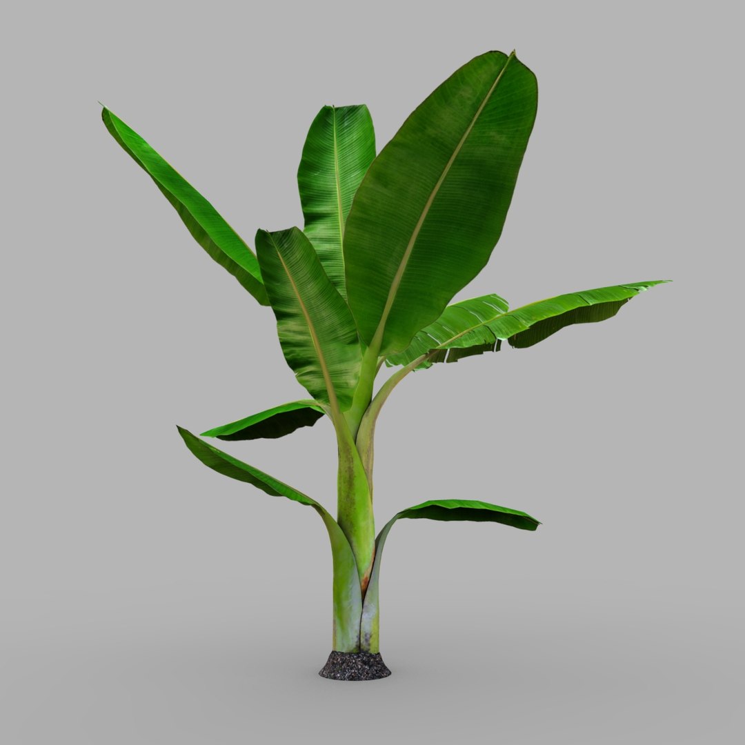 Banana Tree 3D Model - TurboSquid 1259527
