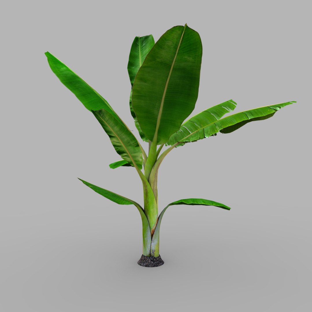 Banana Tree 3D Model - TurboSquid 1259527