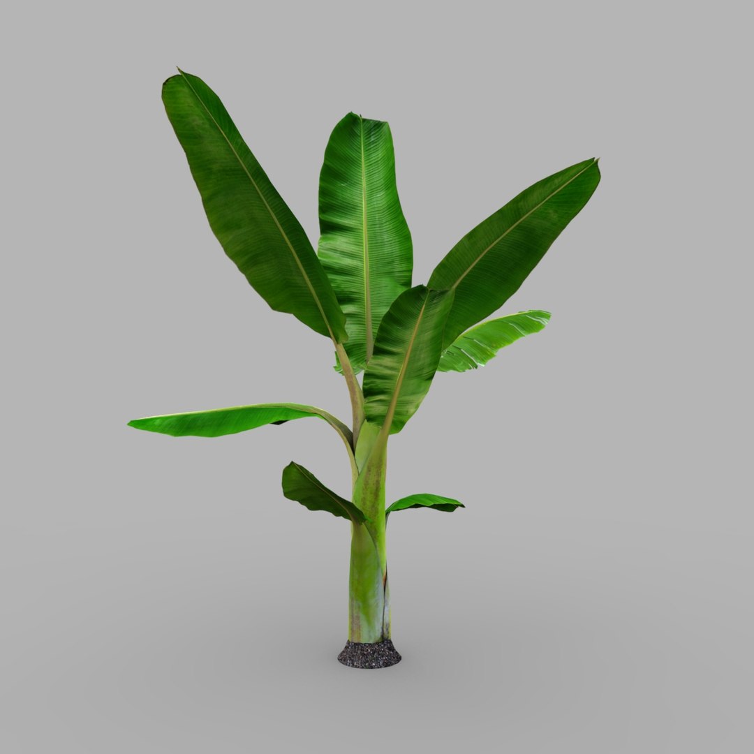 Banana Tree 3D Model - TurboSquid 1259527