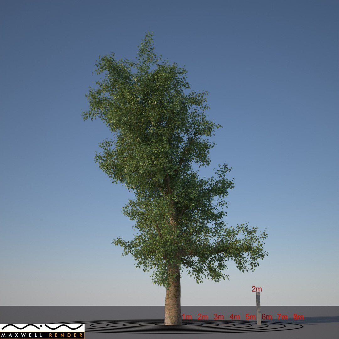 3d Platanus Tree Bark Model