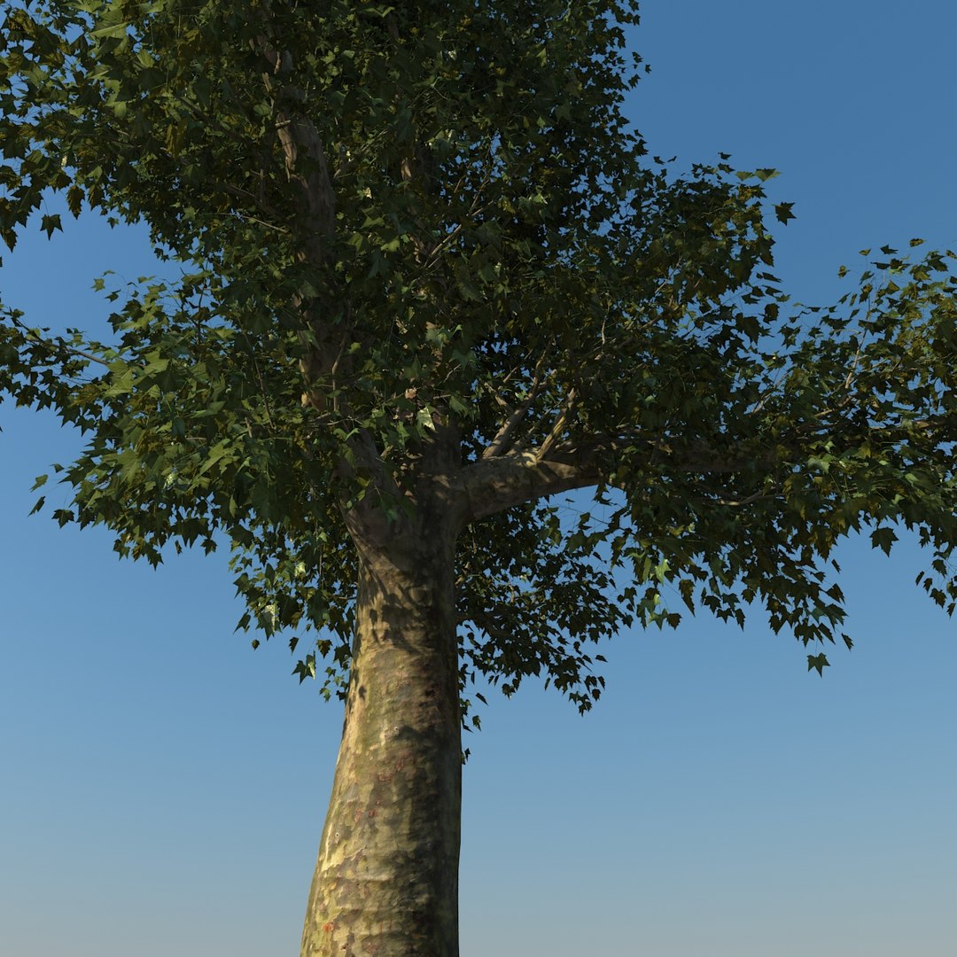 3d Platanus Tree Bark Model