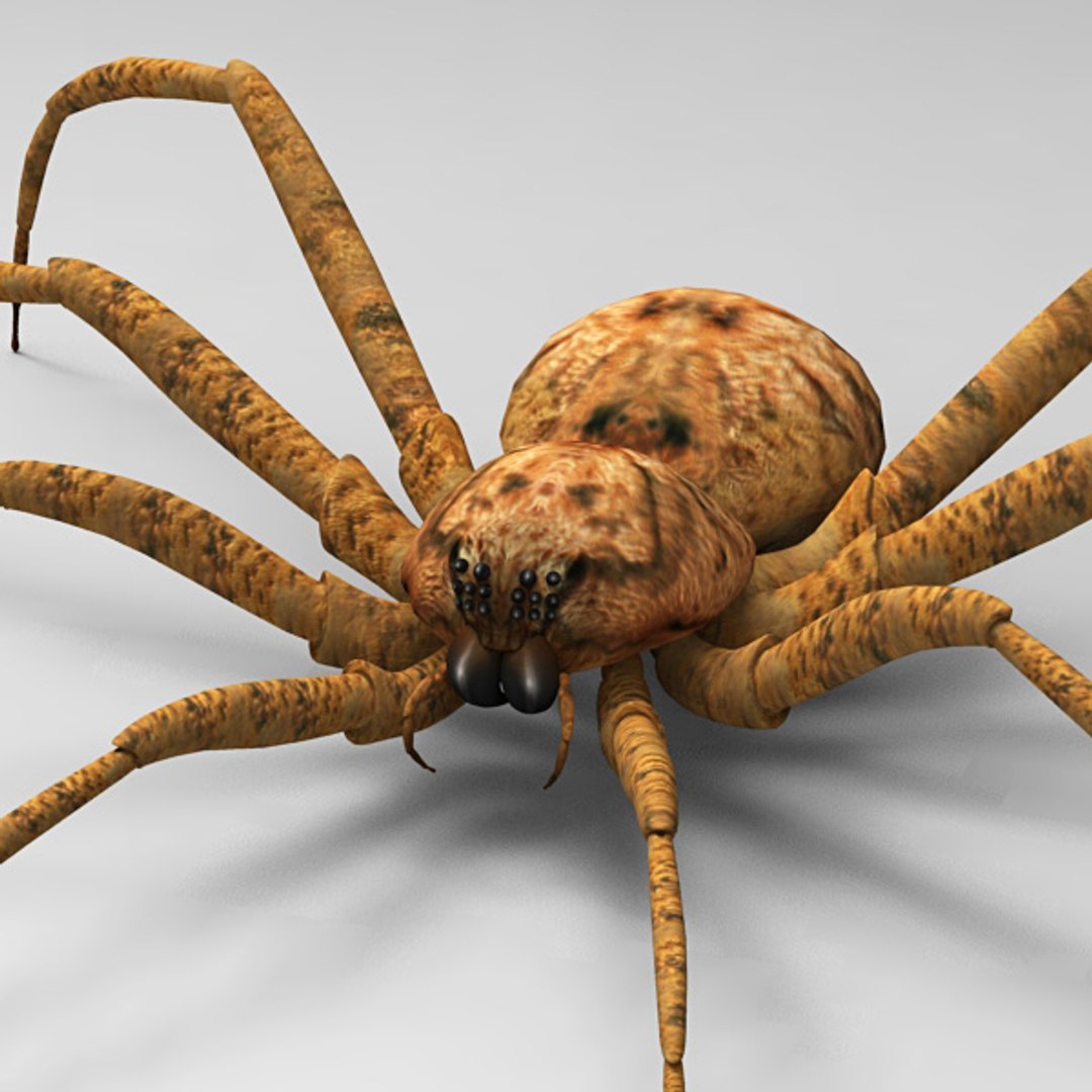 Spider 3d 3ds