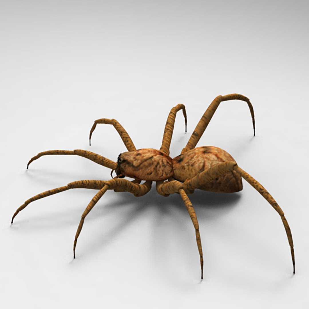 Spider 3d 3ds