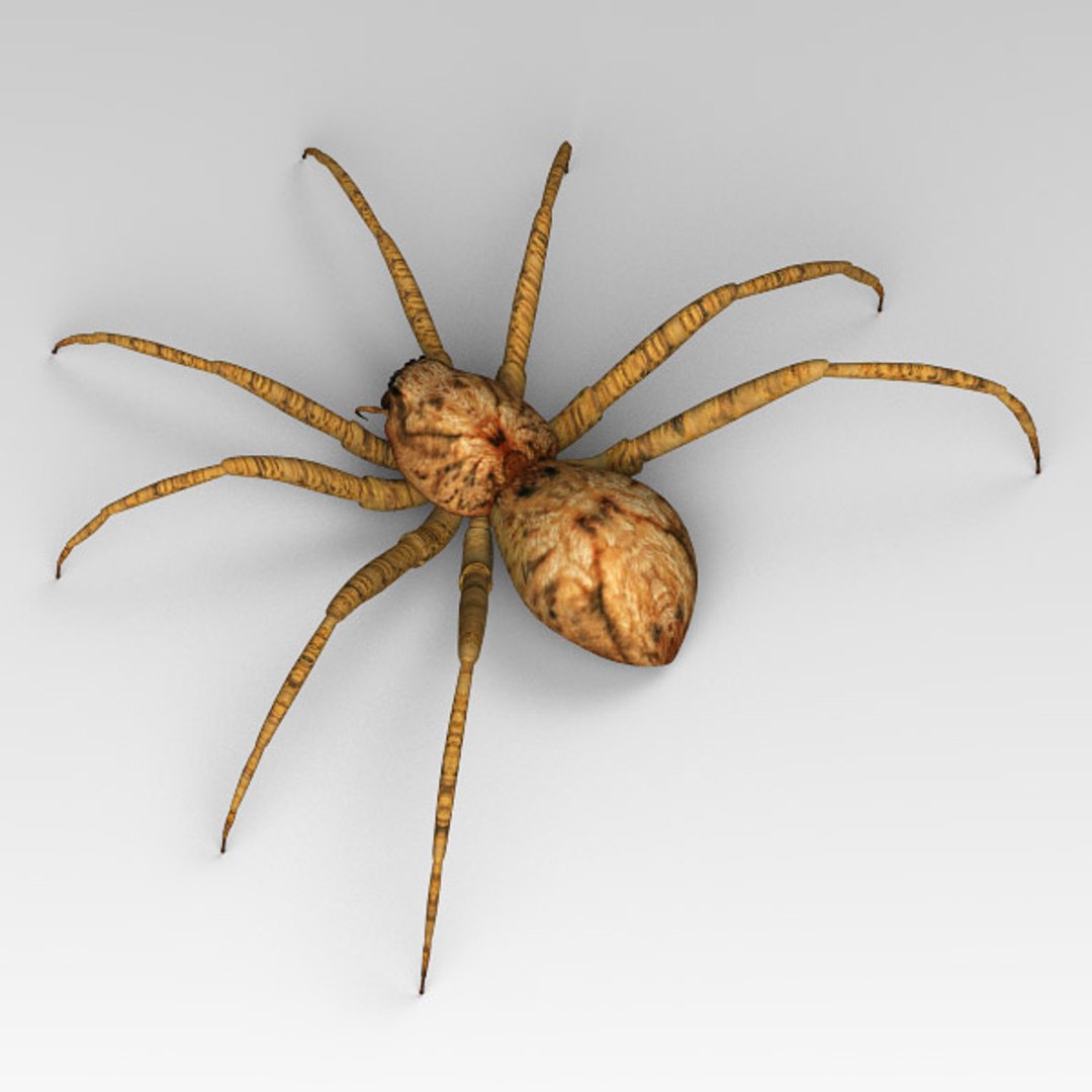 Spider 3d 3ds