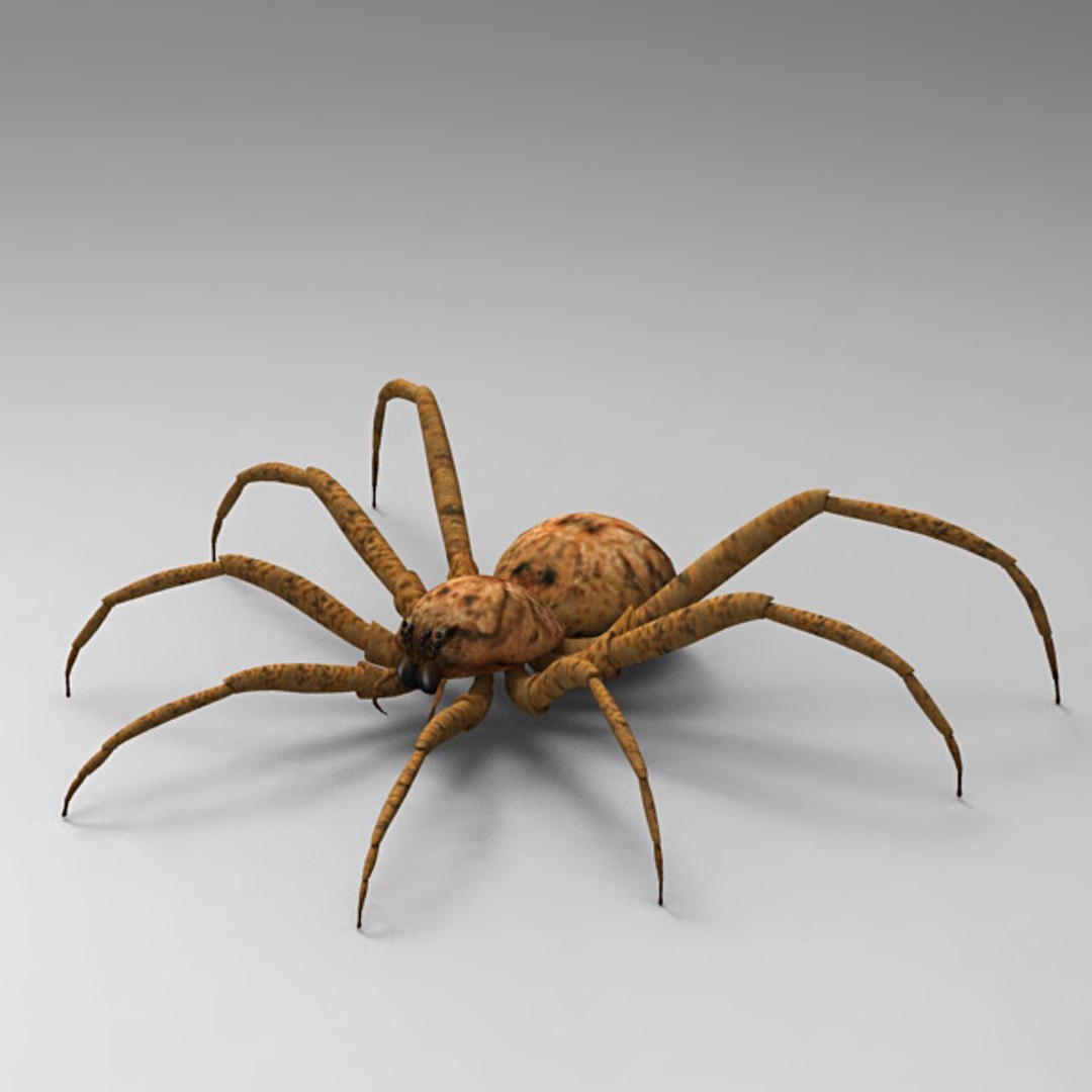 Spider 3d 3ds