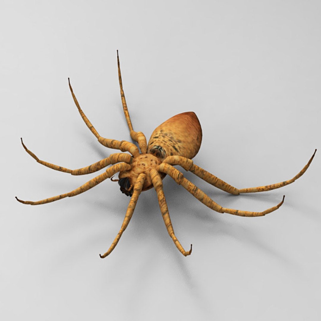 Spider 3d 3ds