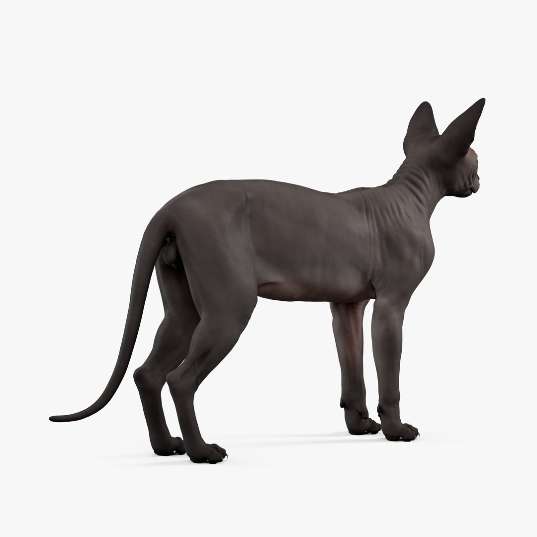 Sphynx Cat 3D Model 3D Model - TurboSquid 2024340